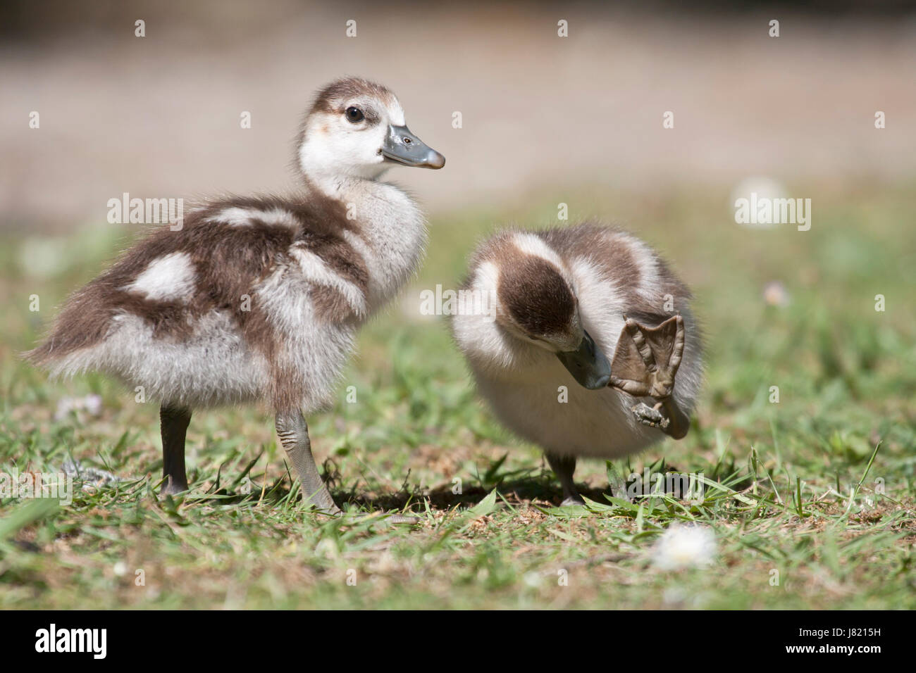 bird africa birds chick spawn nile animal bird africa animals birds ...