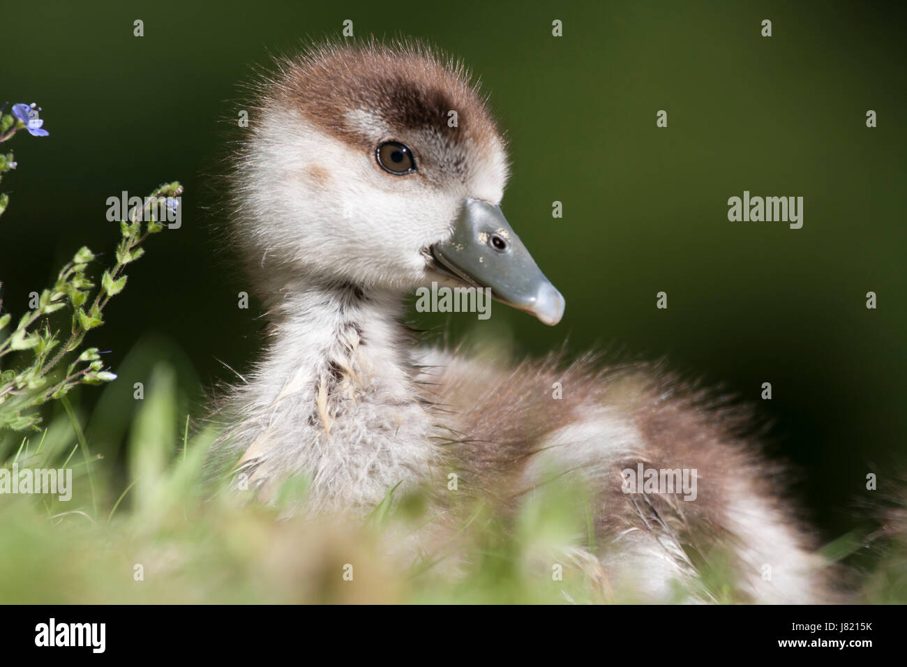 bird africa portrait birds chick spawn animal bird africa animals birds ...