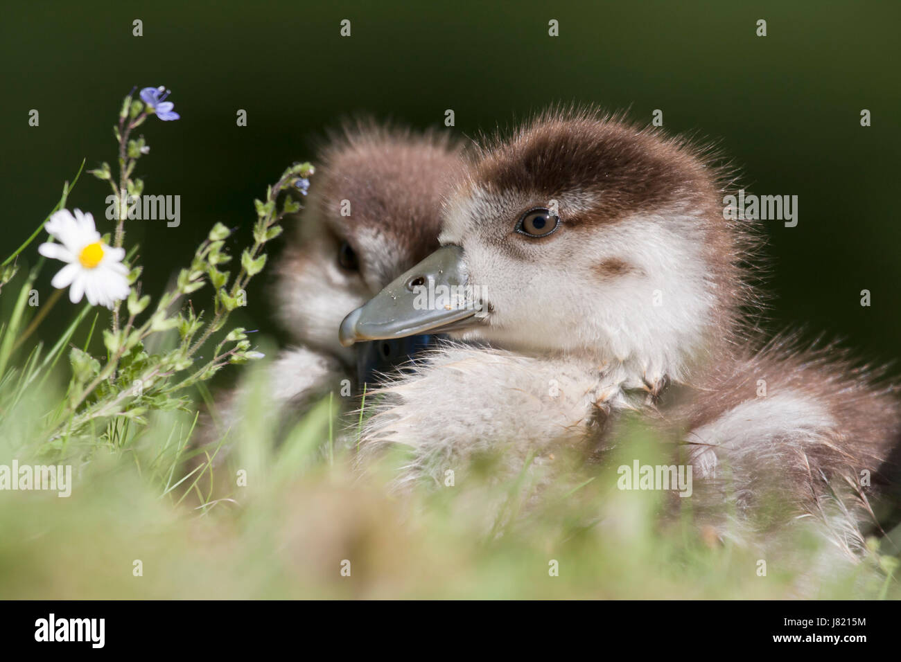 bird africa portrait birds chick spawn animal bird africa animals birds ...