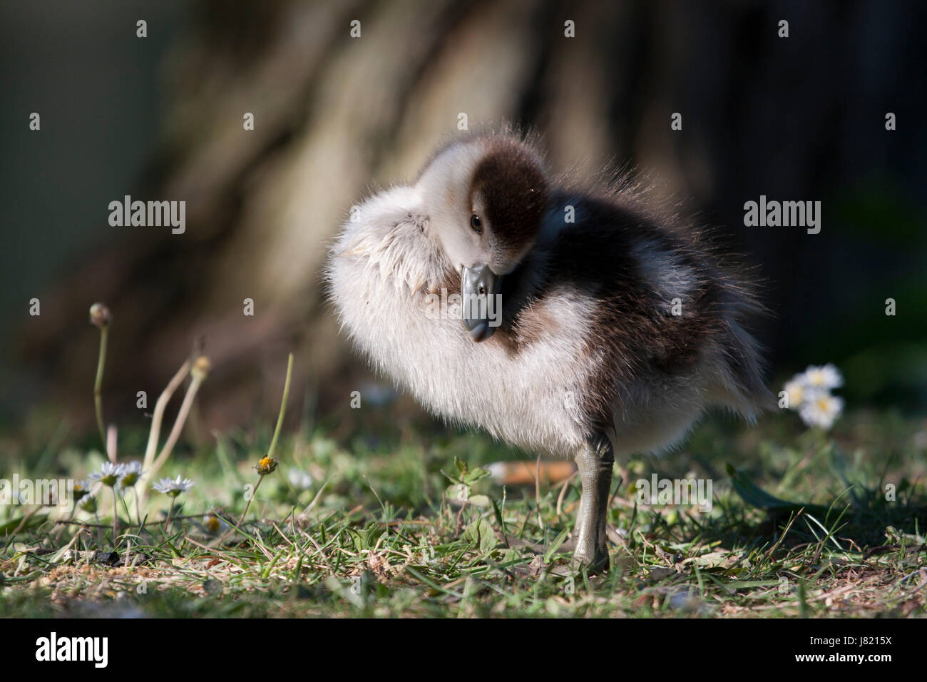bird africa birds chick spawn nile animal bird africa animals birds ...