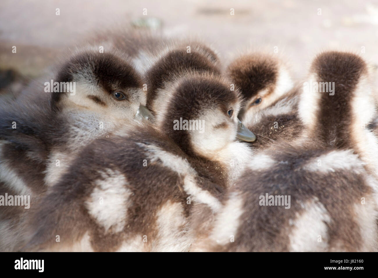bird africa birds chick spawn nile animal bird africa animals birds ...