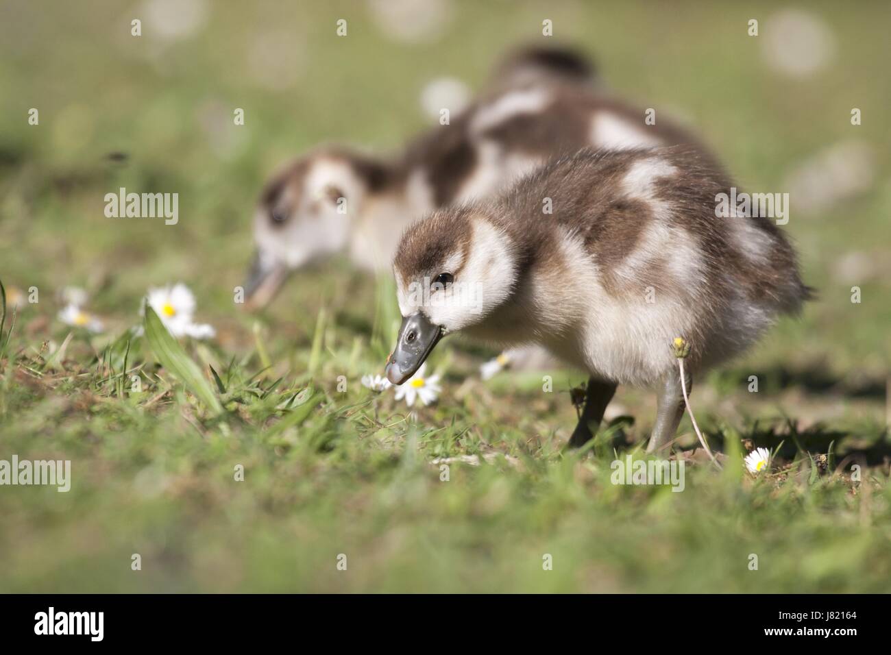 bird africa birds chick spawn nile animal bird africa animals birds ...