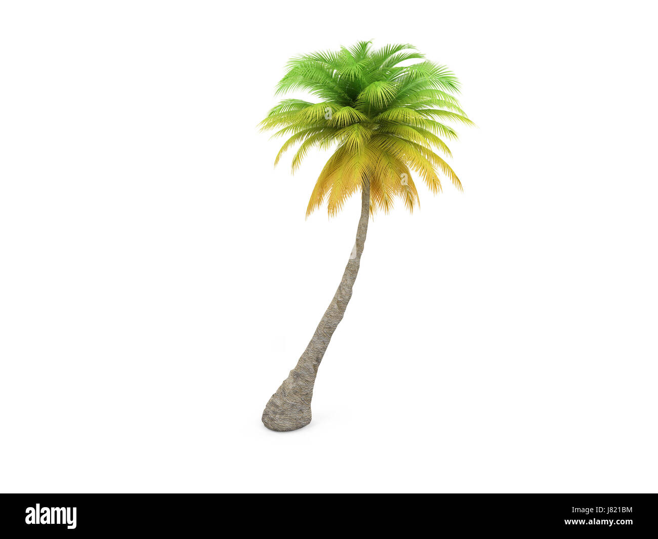 leaf object environment enviroment isolated tree graphic trunk ...