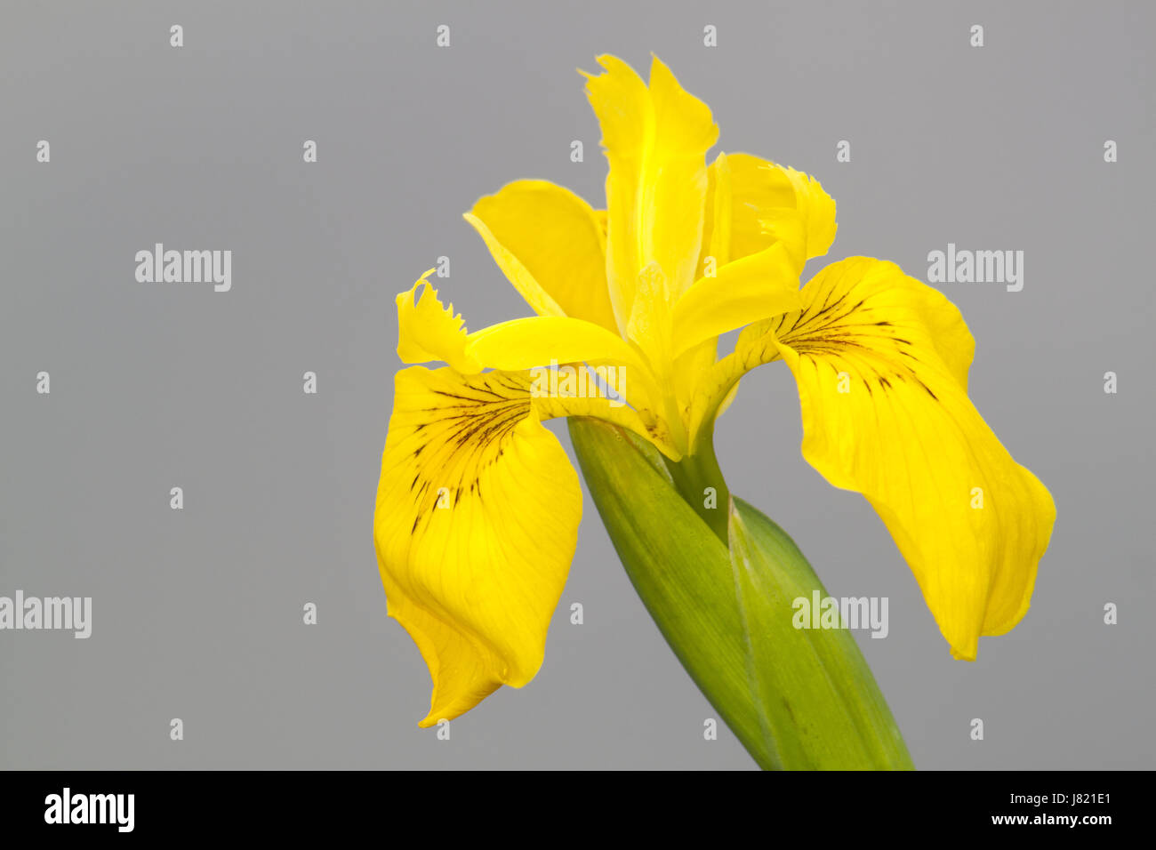 swamp iris yellow water decorative plant aquatic plant plant ...