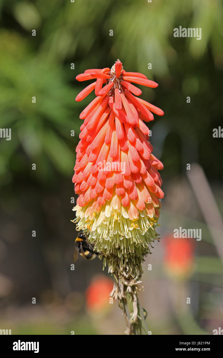 Kniphofia High Resolution Stock Photography and Images - Alamy