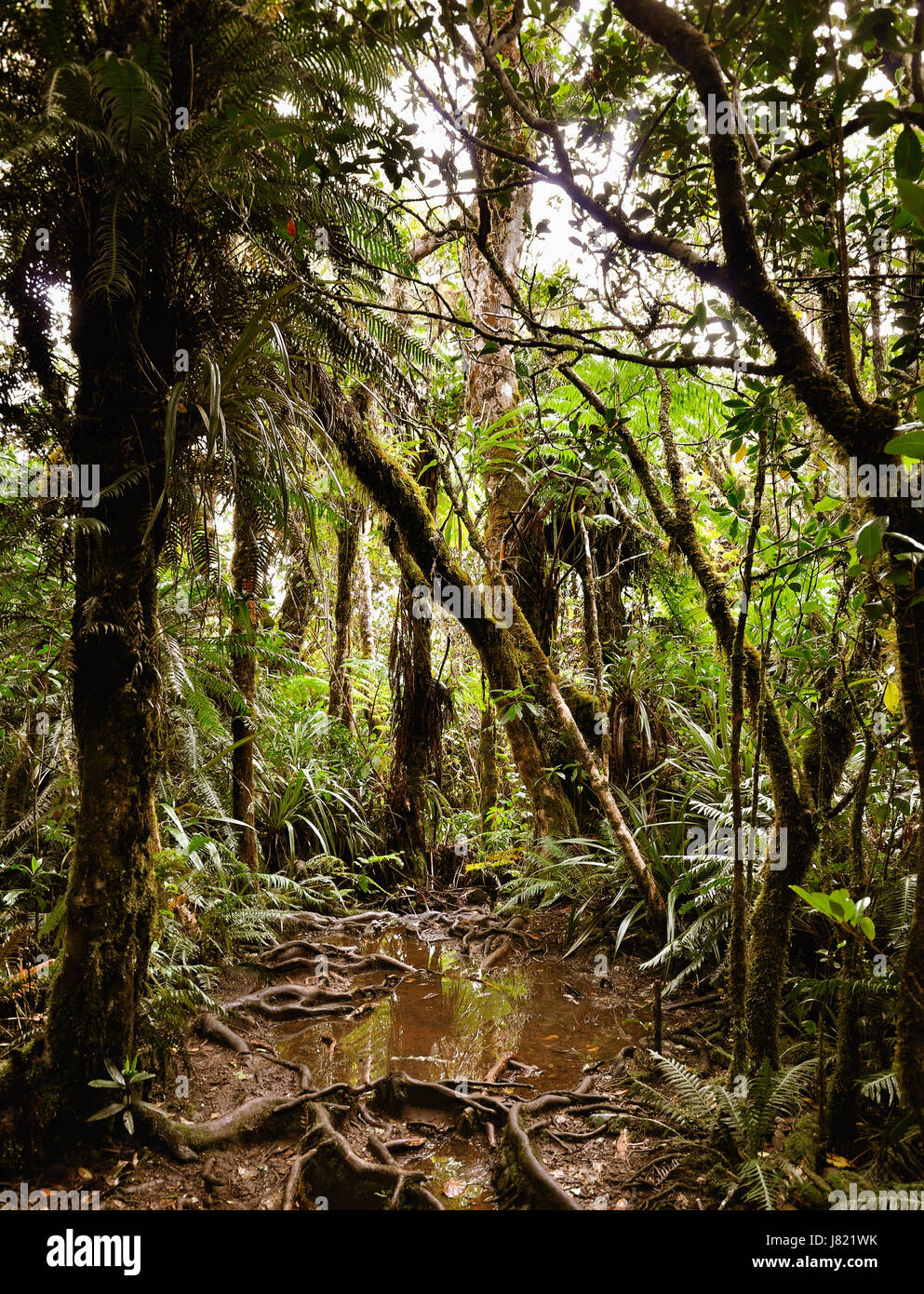 tree trees jungle wet mud moist damp moisture globe planet earth world ...