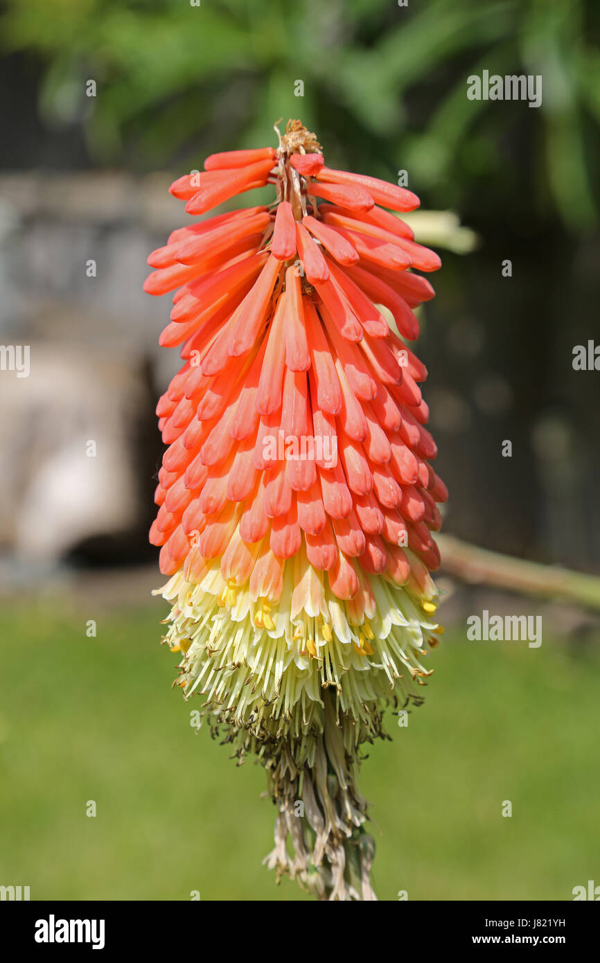 Close up view of a Kniphofia Timothy flower in a south London garden ...