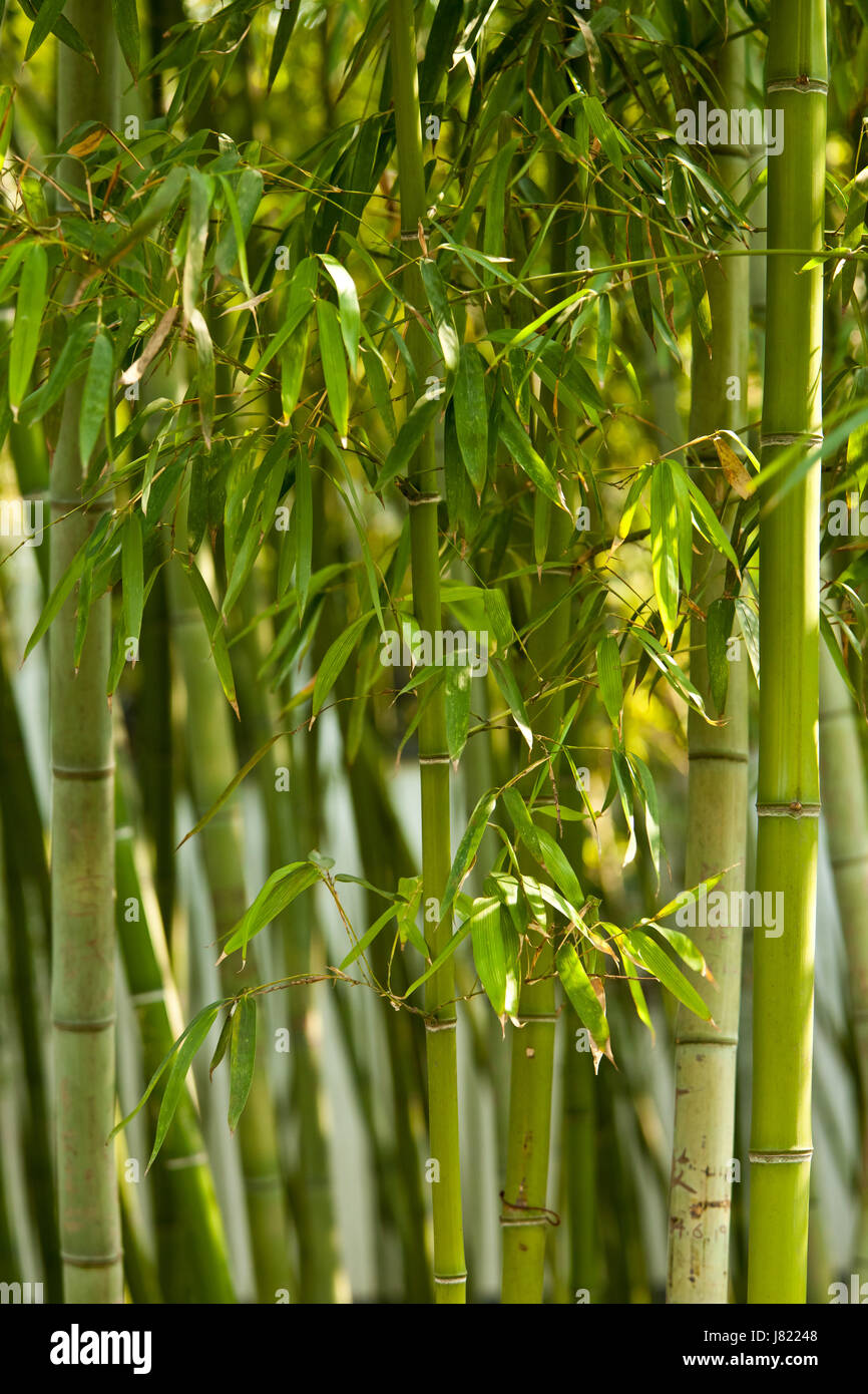 tree trees green asia bamboo bush blade forest china tree trees park ...