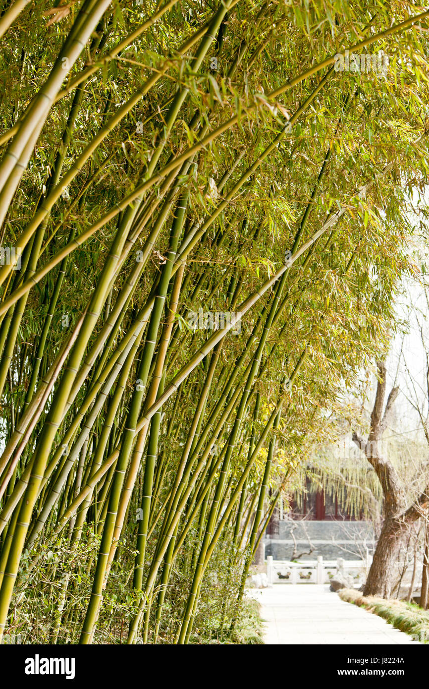 tree trees green asia bamboo bush blade forest china tree trees park ...