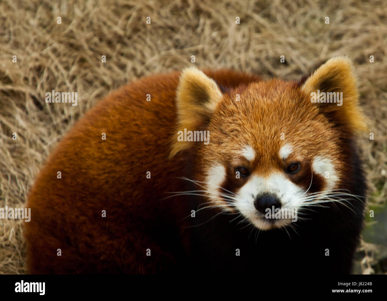 bear asia panda red forest china bear asia face skin small tiny little ...