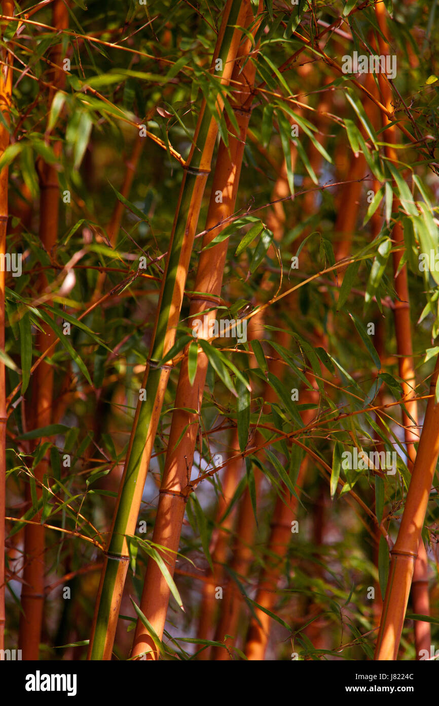tree trees green asia bamboo bush blade forest china tree trees park ...