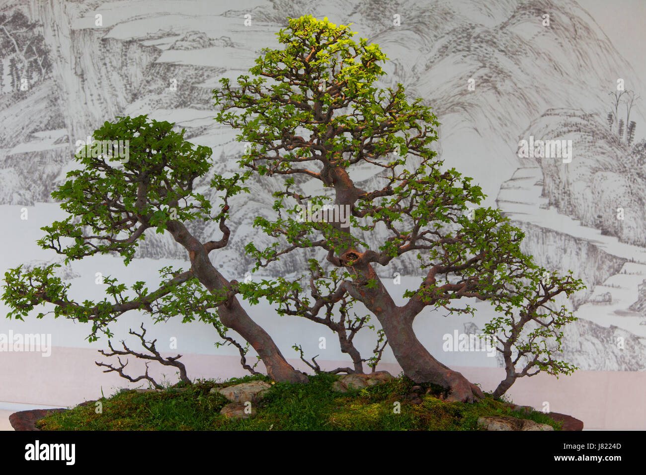 asia botany small tiny little short conifer bowl pine china asia botany ...