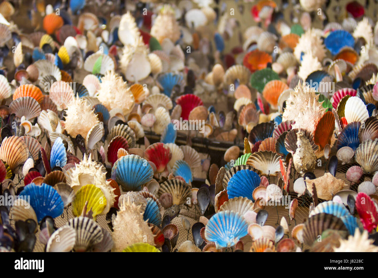Colorful shells hi-res stock photography and images - Alamy