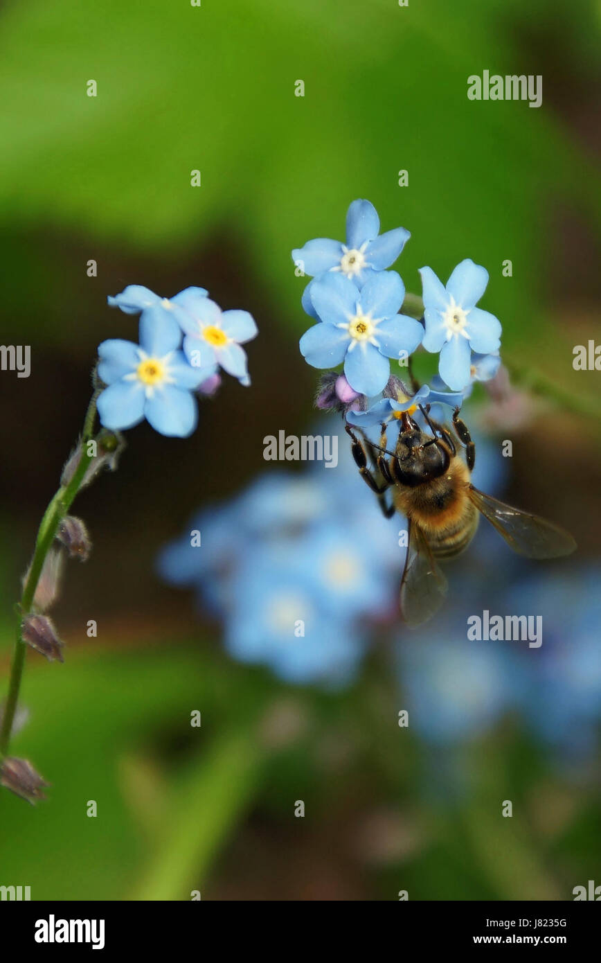 leaf insect bloom blossom flourish flourishing pollen nectar meadow ...