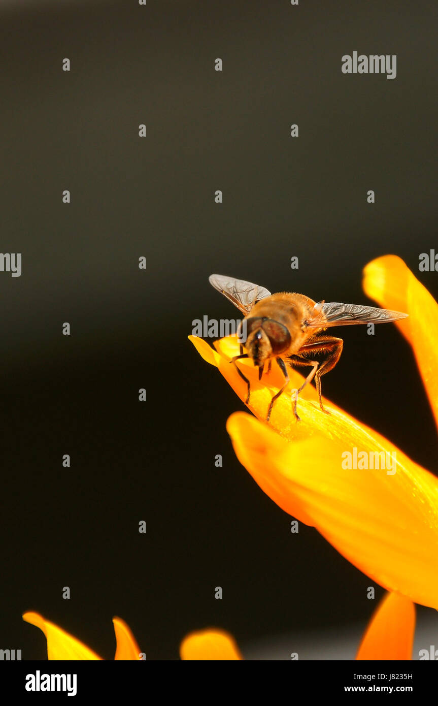 leaf insect bloom blossom flourish flourishing beetle fly pollen nectar ...