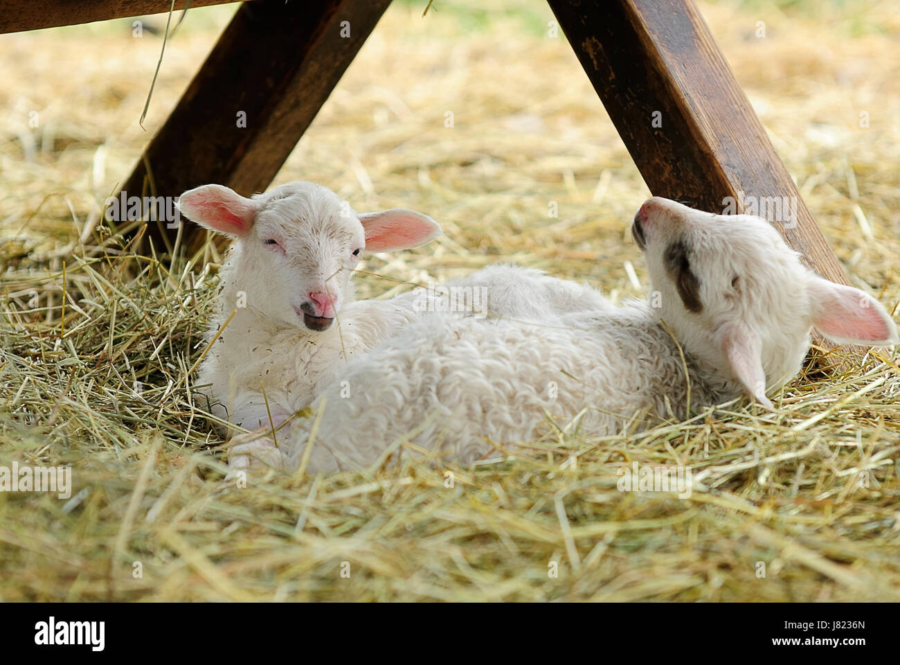 Polled sheep hi-res stock photography and images - Alamy