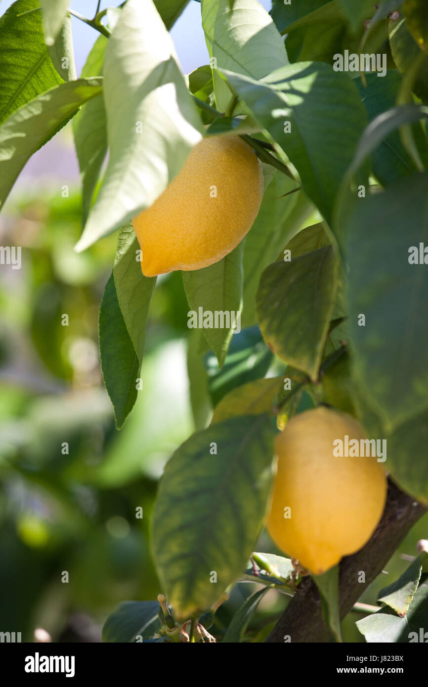 fruit lemons citron tree lemon citron vitamins vitamines green fruit ...