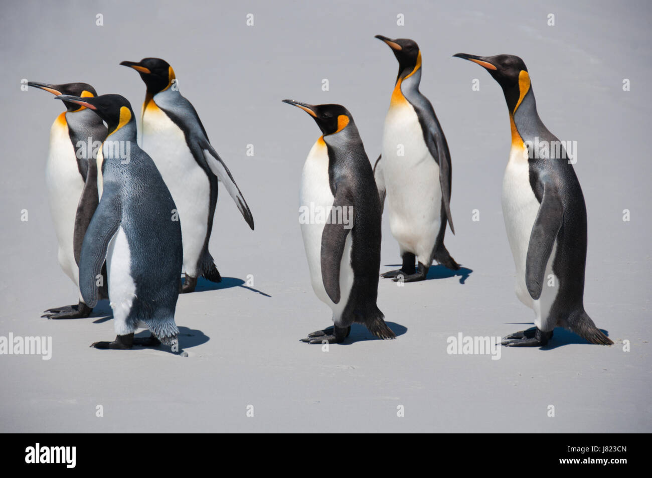 animals penguins beach seaside the beach seashore birds six antarctica ...