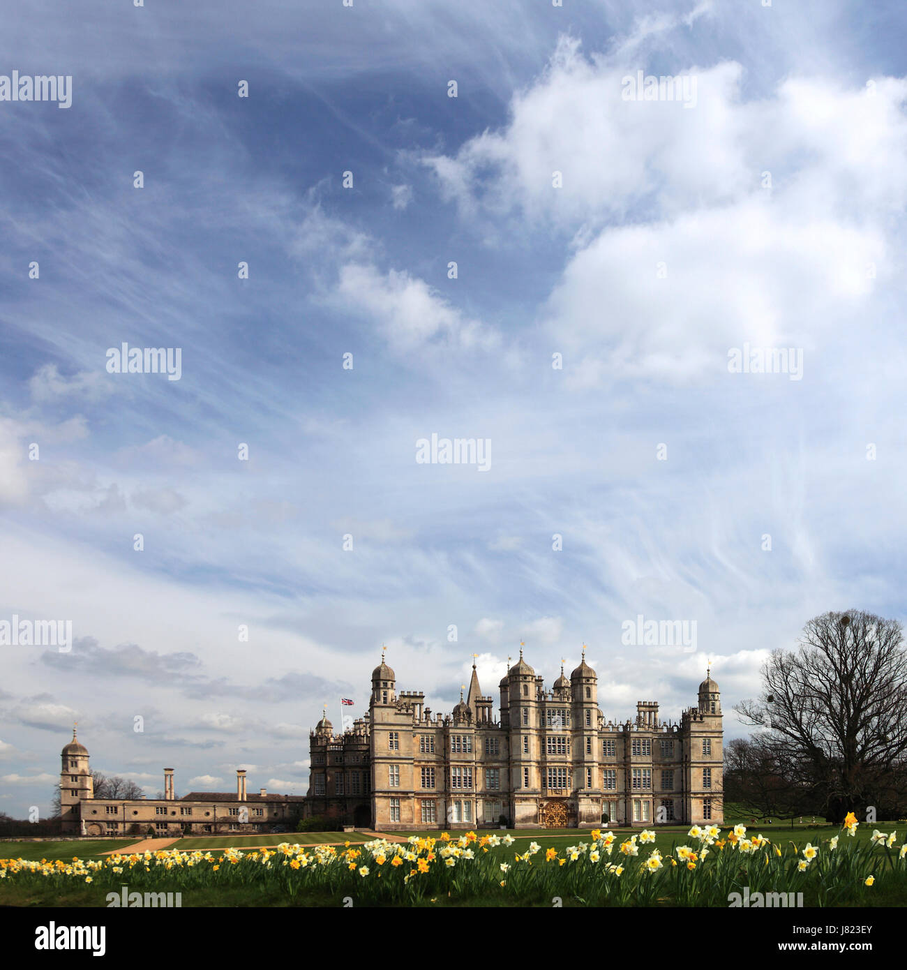 Spring Daffodils, Burghley House stately home, Cambridgeshire, England ...