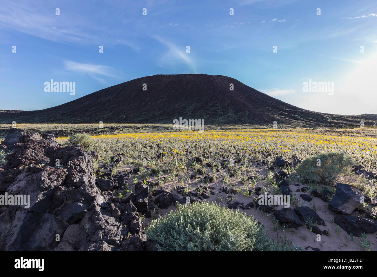 Amboy Crater volcanic mountain with spring blooms in the California ...
