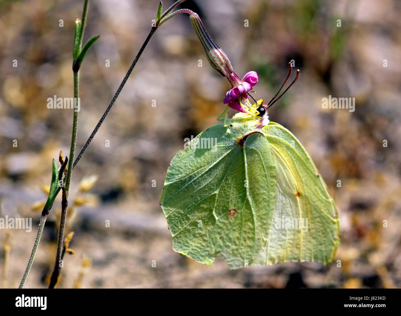 carnation butterfly albino brimstone butterfly macro close-up macro ...