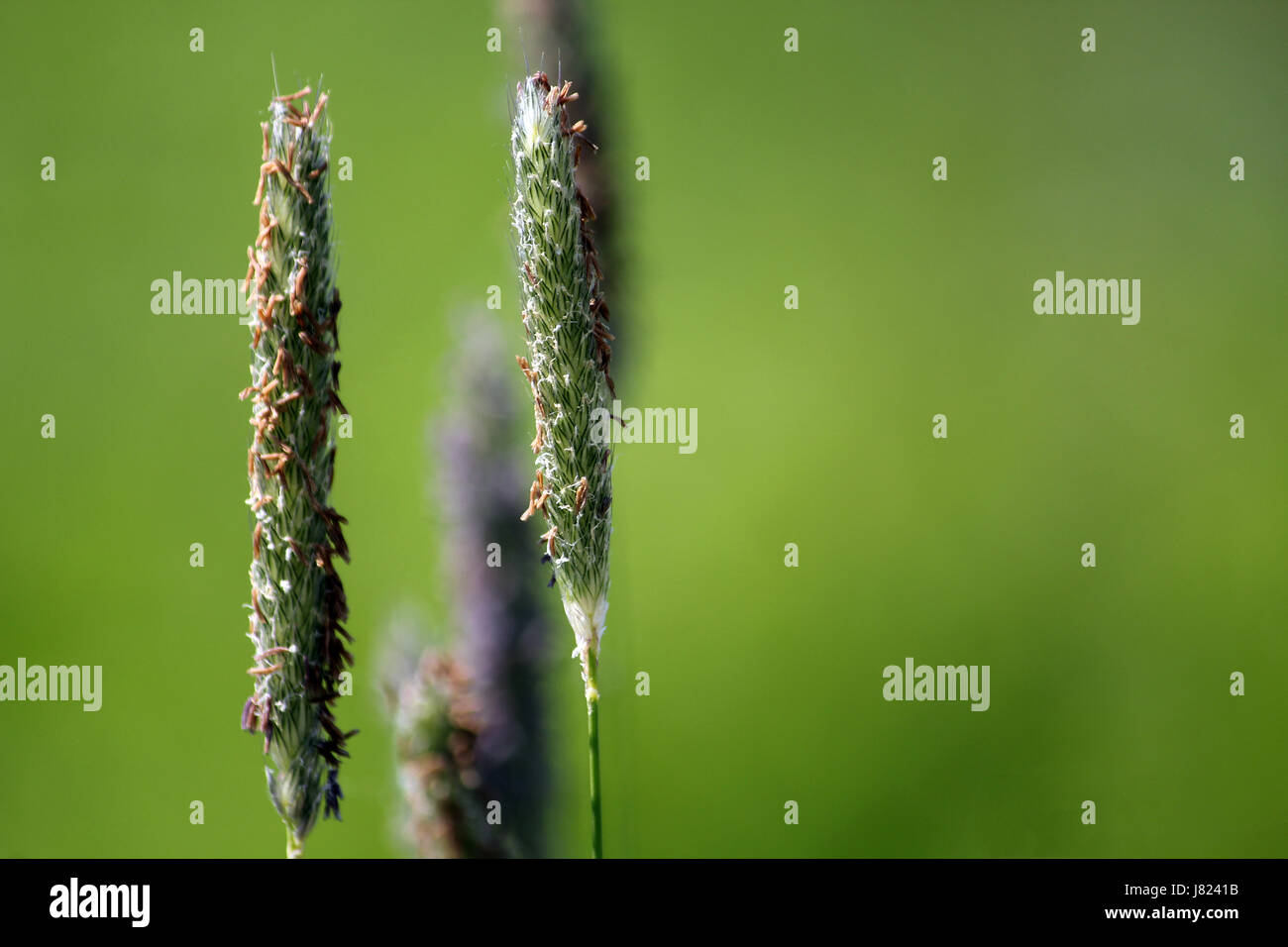 plant grasses blade blade of grass meadow grass lawn green beard ...