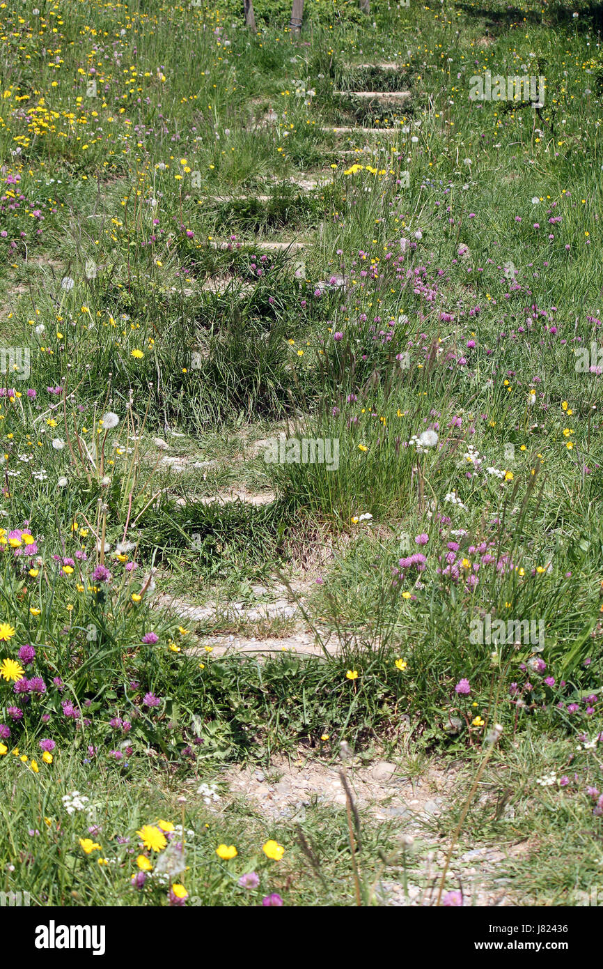stairs upwards plant flower flowers dandelion rise climb climbing ...