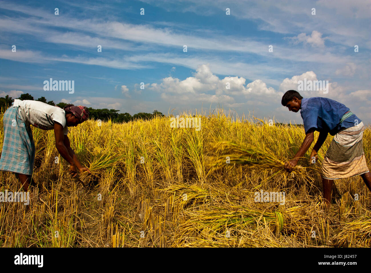 Workers people harvesting hi-res stock photography and images - Alamy