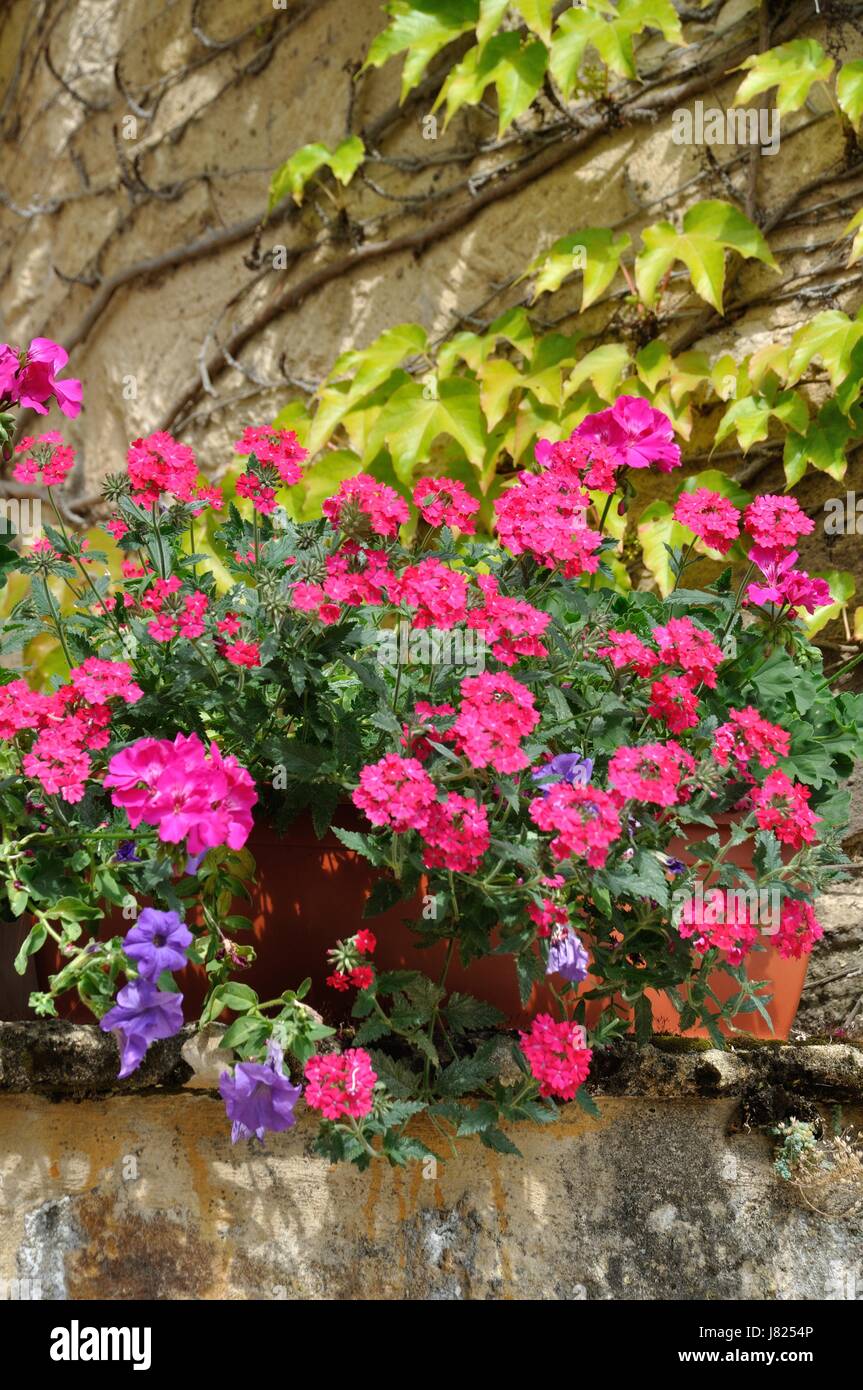 Flower balcony geranium hi-res stock photography and images - Alamy