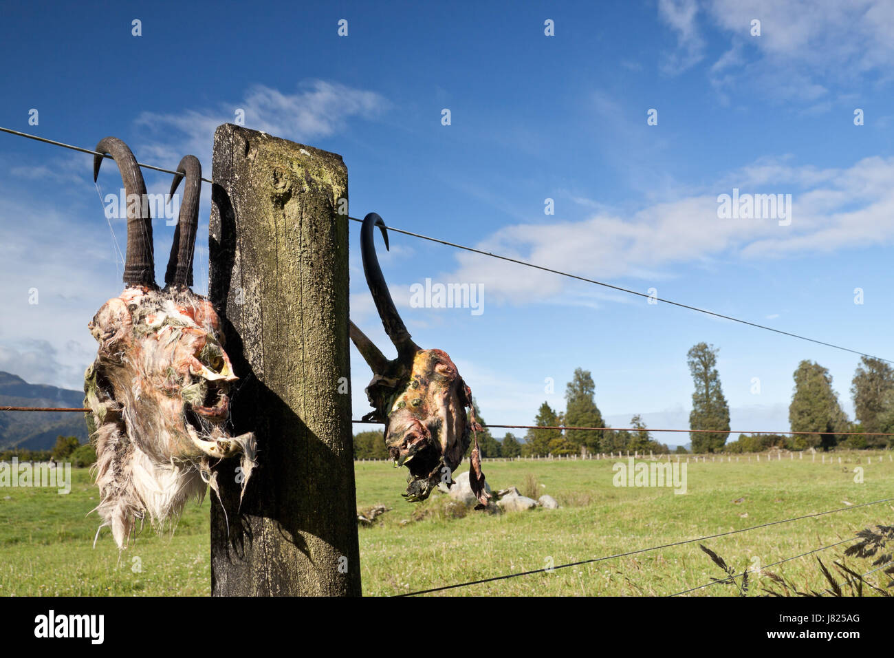Death of animals hi-res stock photography and images - Alamy