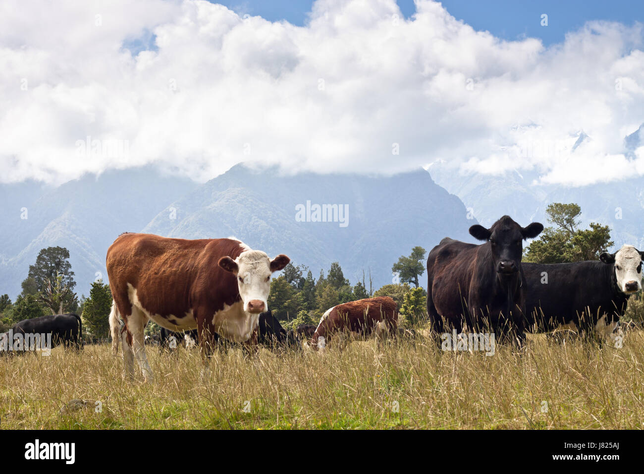 animals agriculture farming new zealand cow livestock farm cows ...