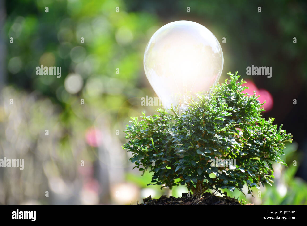 light bulb and tree for idea or success or solar energy Stock Photo - Alamy