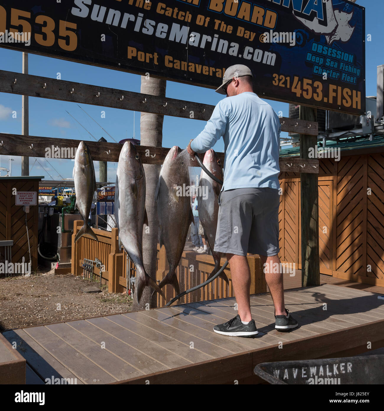 Fishing boat skipper hanging the fish caught for the public to view ...