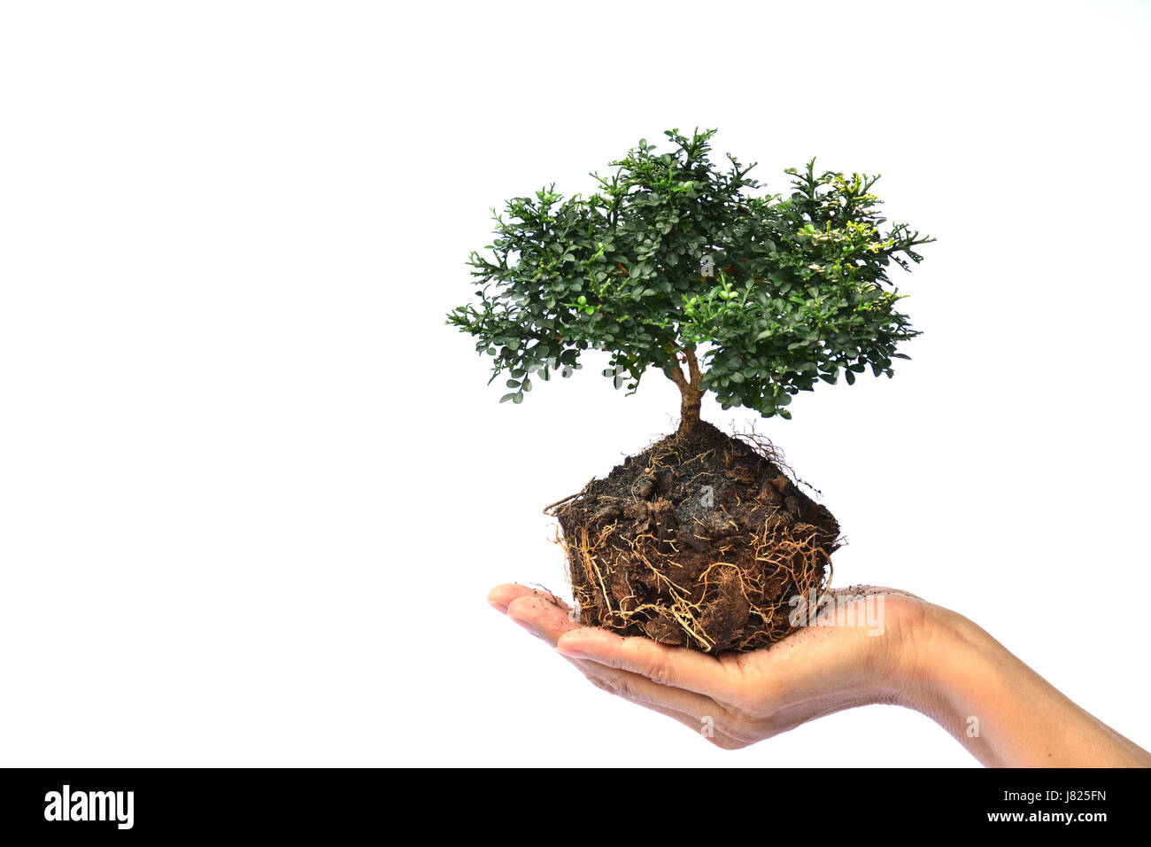 Hand of person holding tree on white background isolate Stock Photo - Alamy