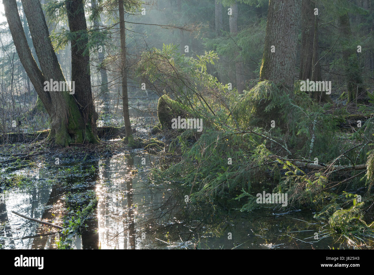 tree trunk swamp sunrise sunlight lie lying lies spring bouncing ...