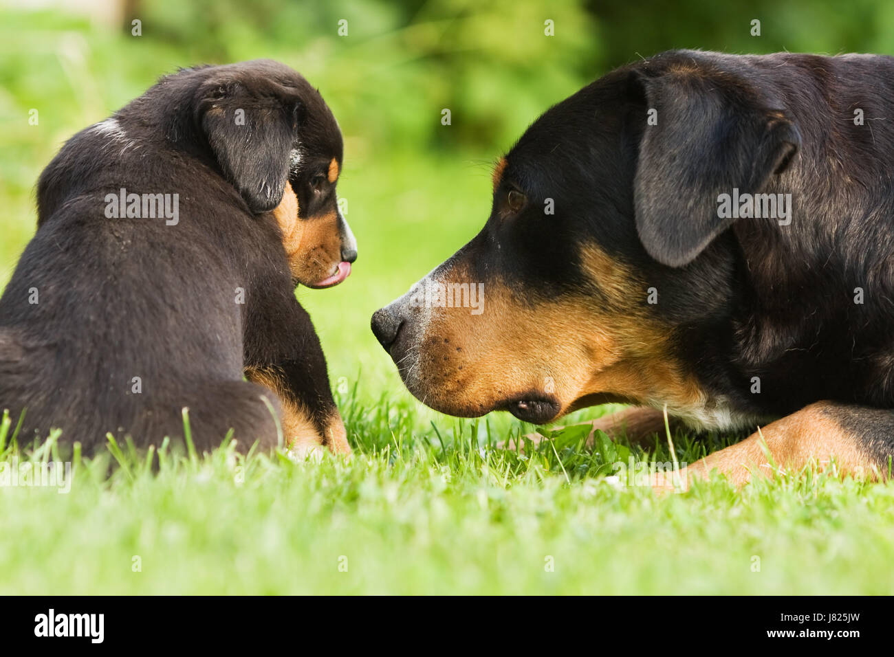 Conversation dogs communication puppy hi-res stock photography and ...