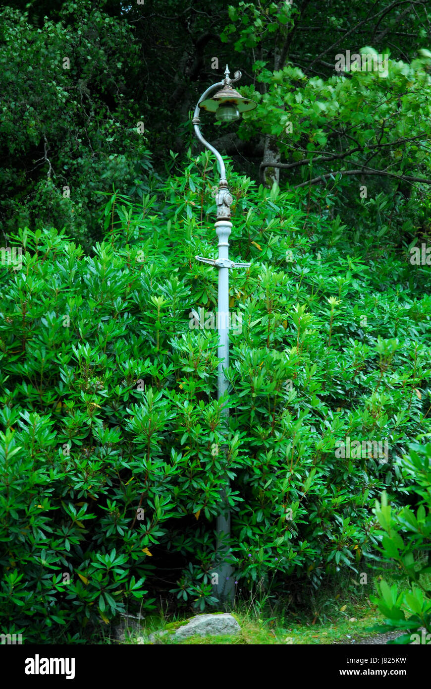 shine shines bright lucent light serene luminous plant nostalgia bushes ...