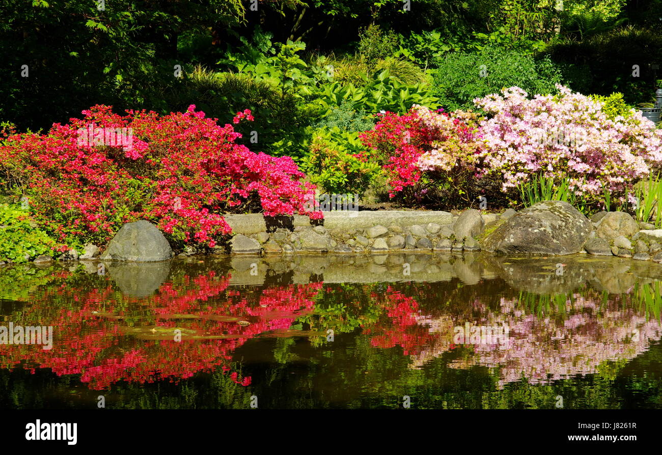 garden plant flora botany gardens water garden plant flora botany ...