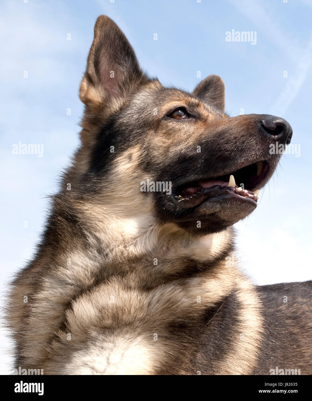 German shepherd dog's eyes hi-res stock photography and images - Alamy