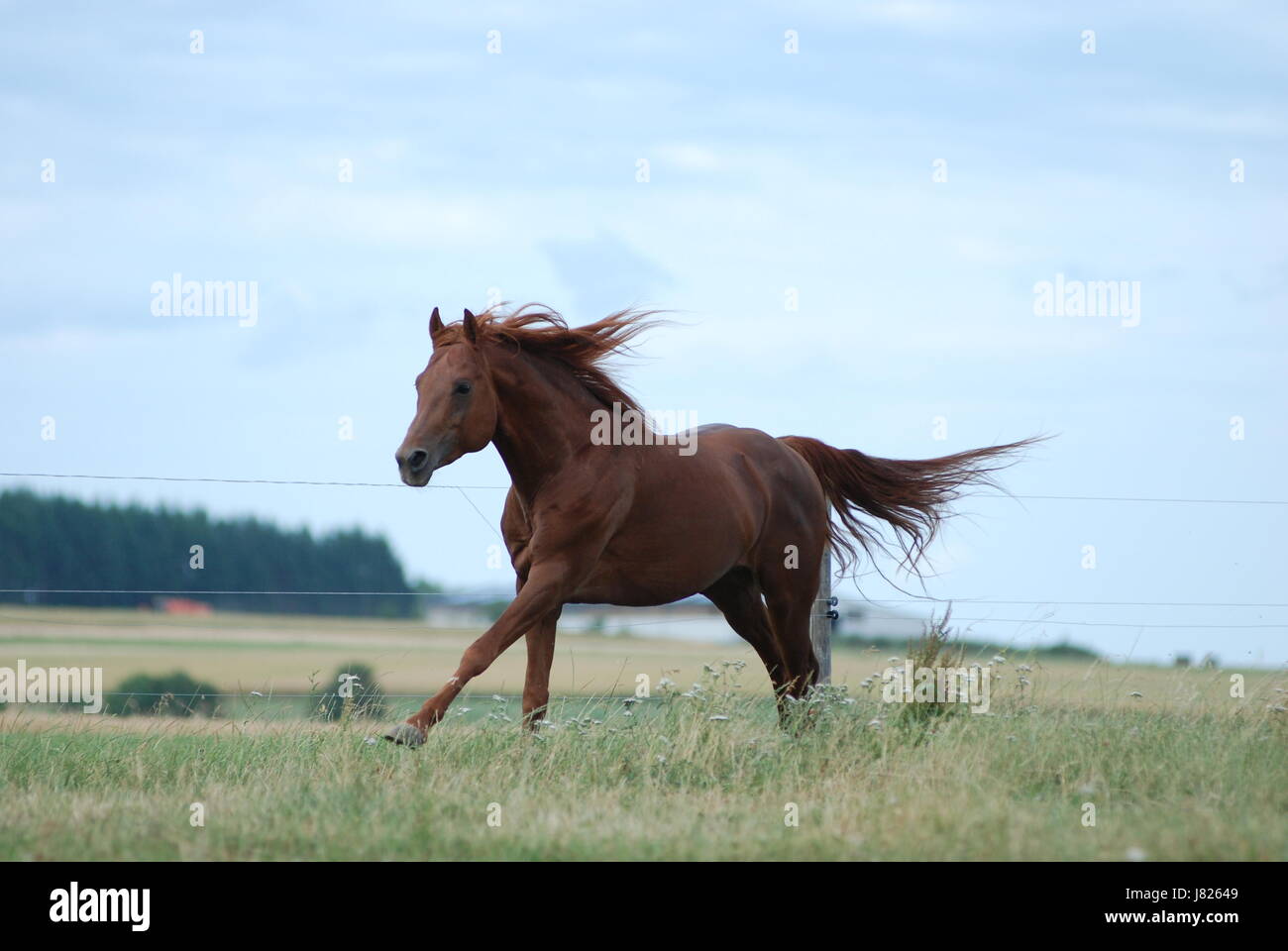 motion postponement moving movement ride horse horses horseriding ...
