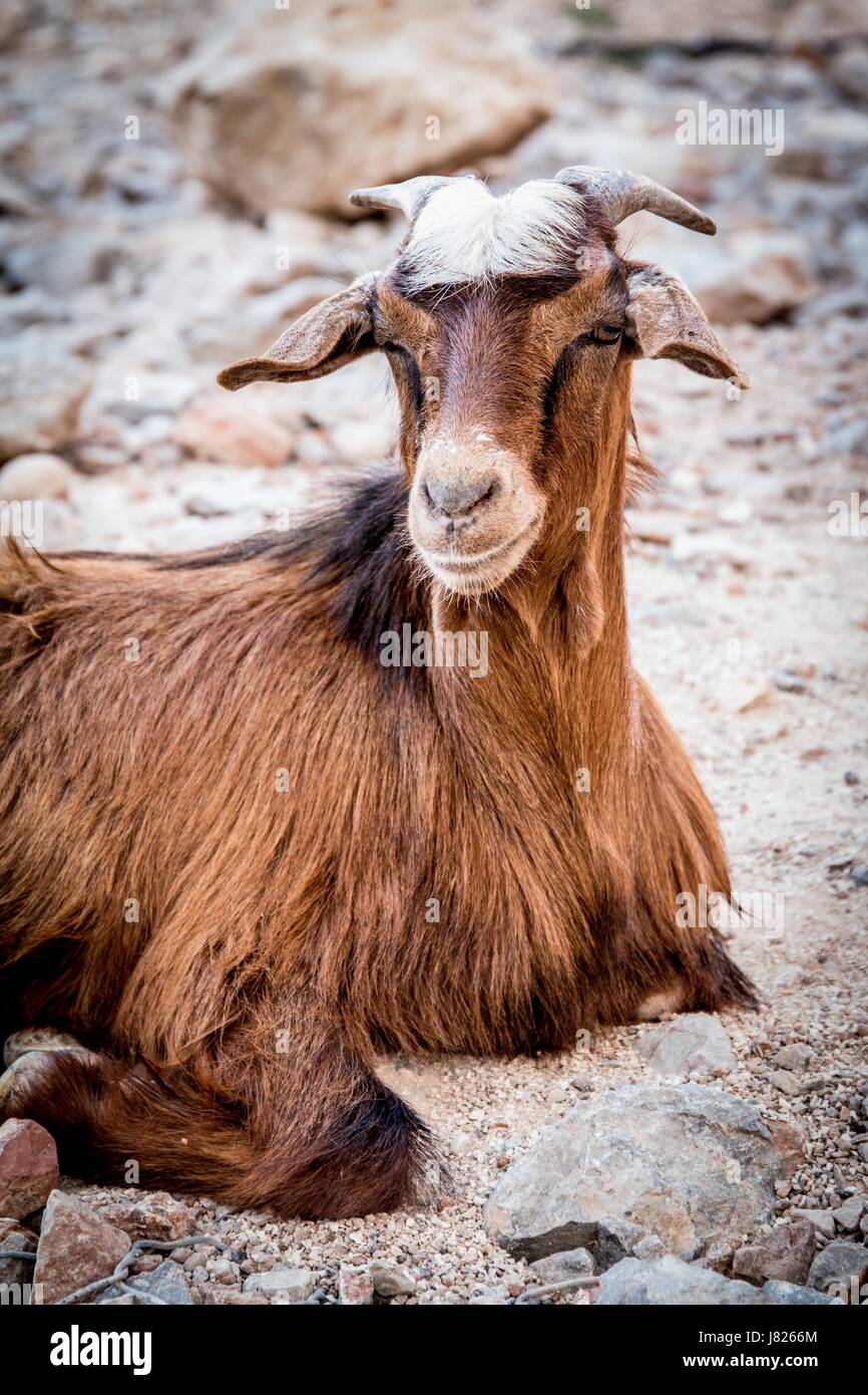 Goat close up hi-res stock photography and images - Alamy