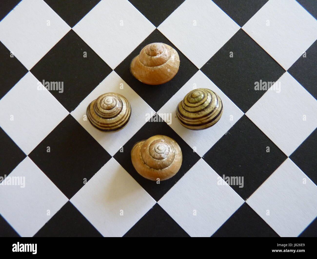 Multiple striped snail shells displayed on a black and white chequer ...