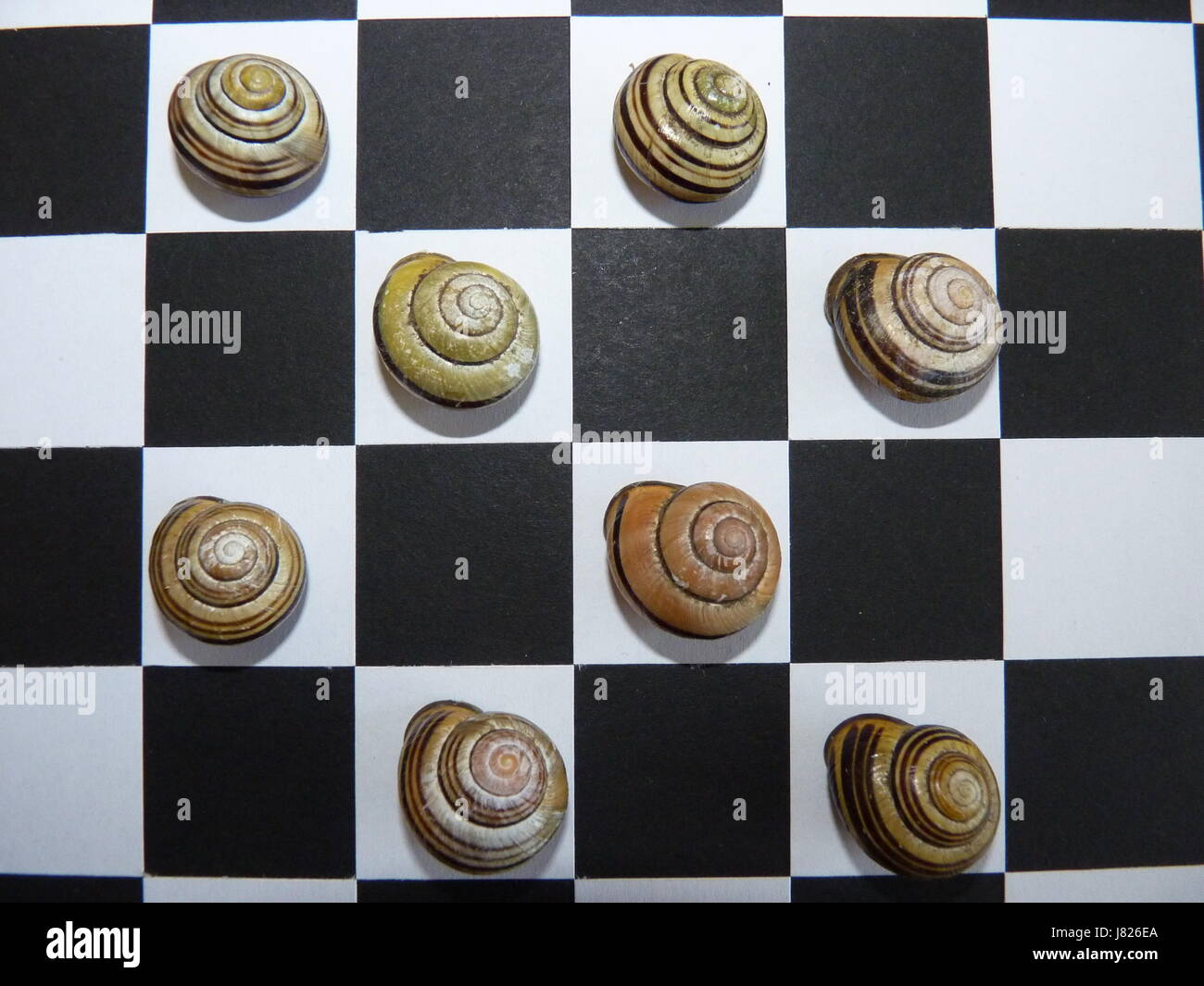 Multiple striped snail shells displayed on a black and white chequer ...
