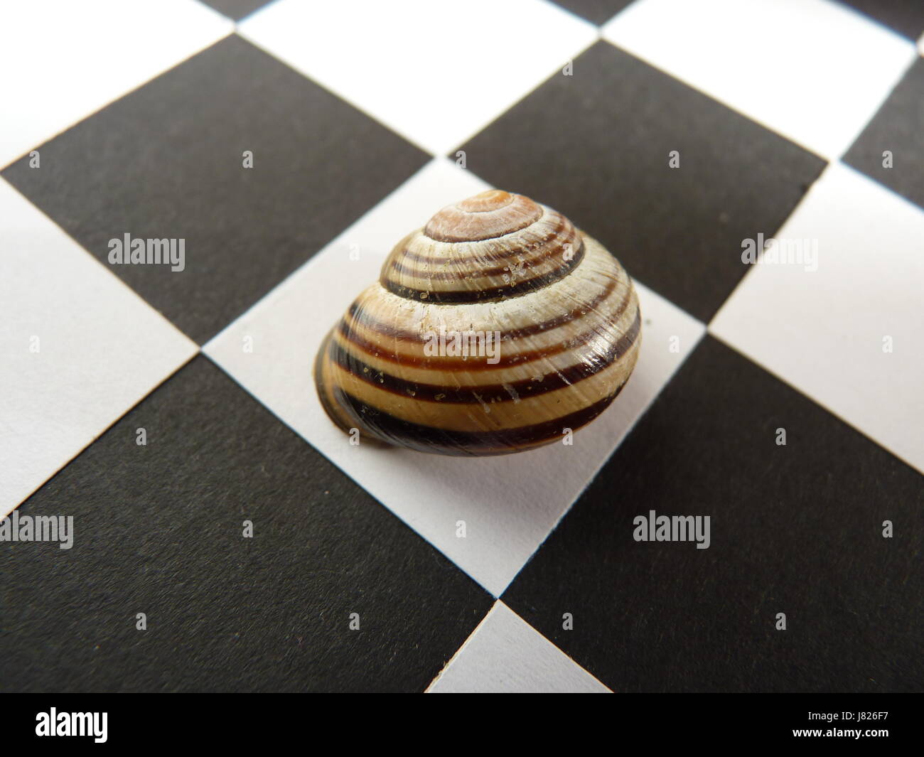 MolluscMultiple striped snail shells displayed on a black and white ...