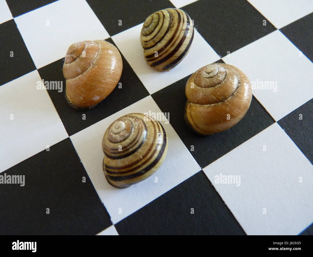Multiple striped snail shells displayed on a black and white chequer ...