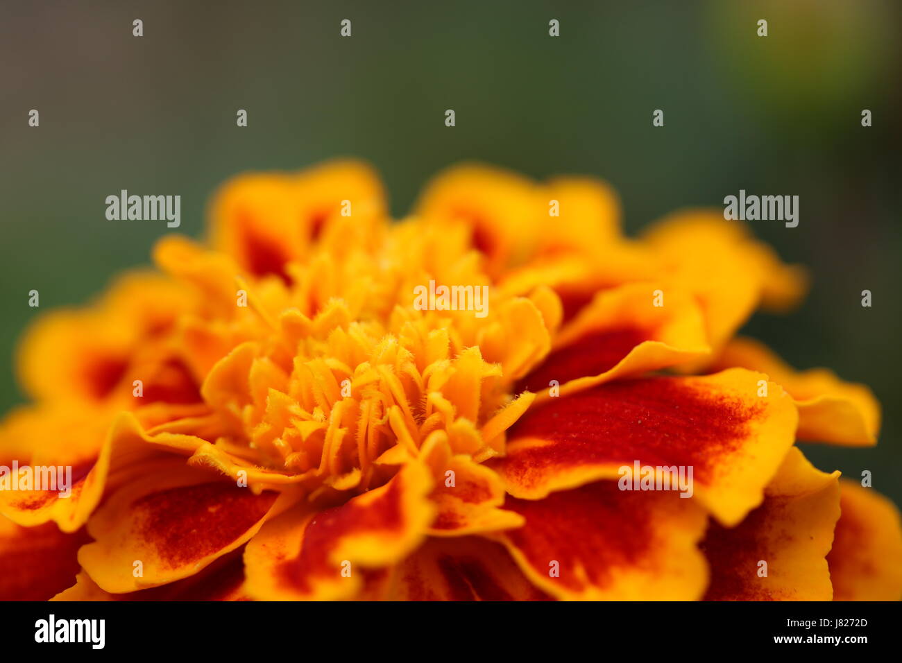 Marigold head hi-res stock photography and images - Alamy