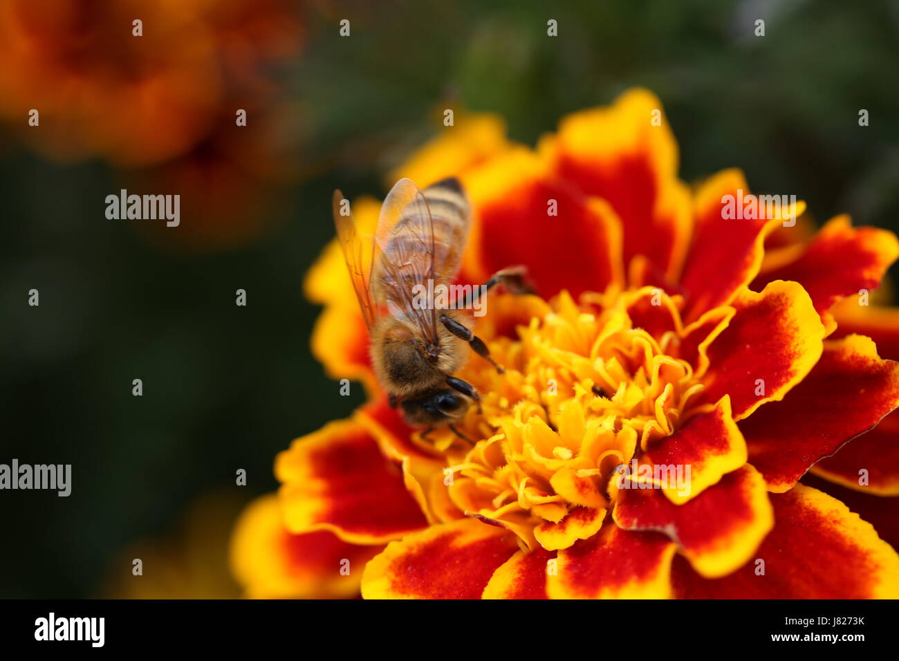 Pollination head hi-res stock photography and images - Alamy