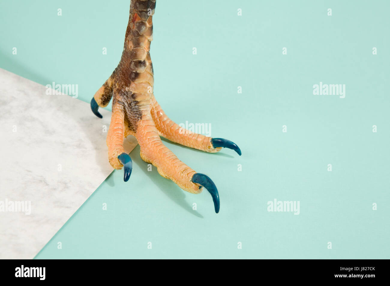 chicken's nails manucured with blue nail polish on marble and turquoise ...