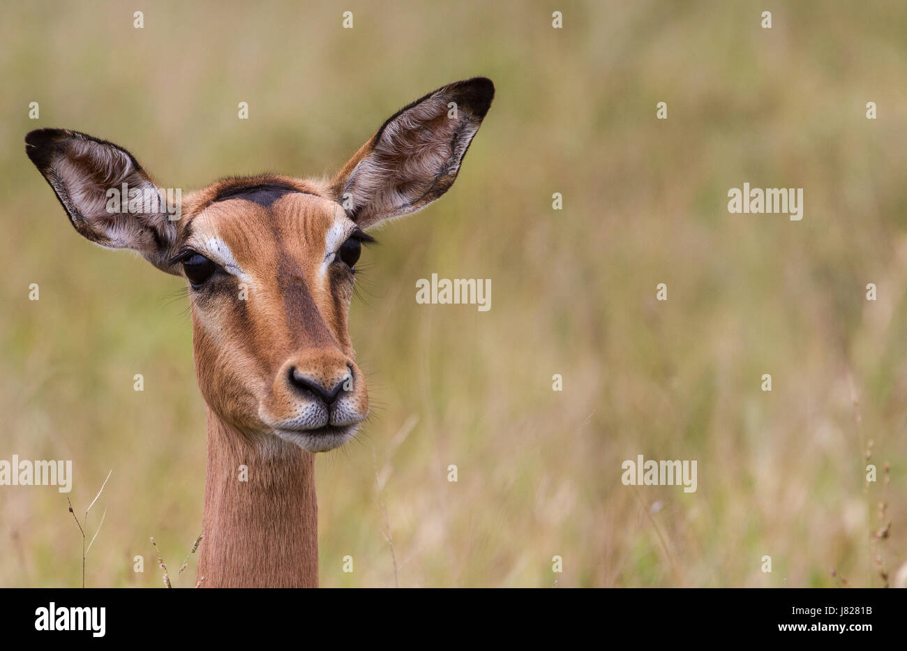 Impala fawn hi-res stock photography and images - Alamy