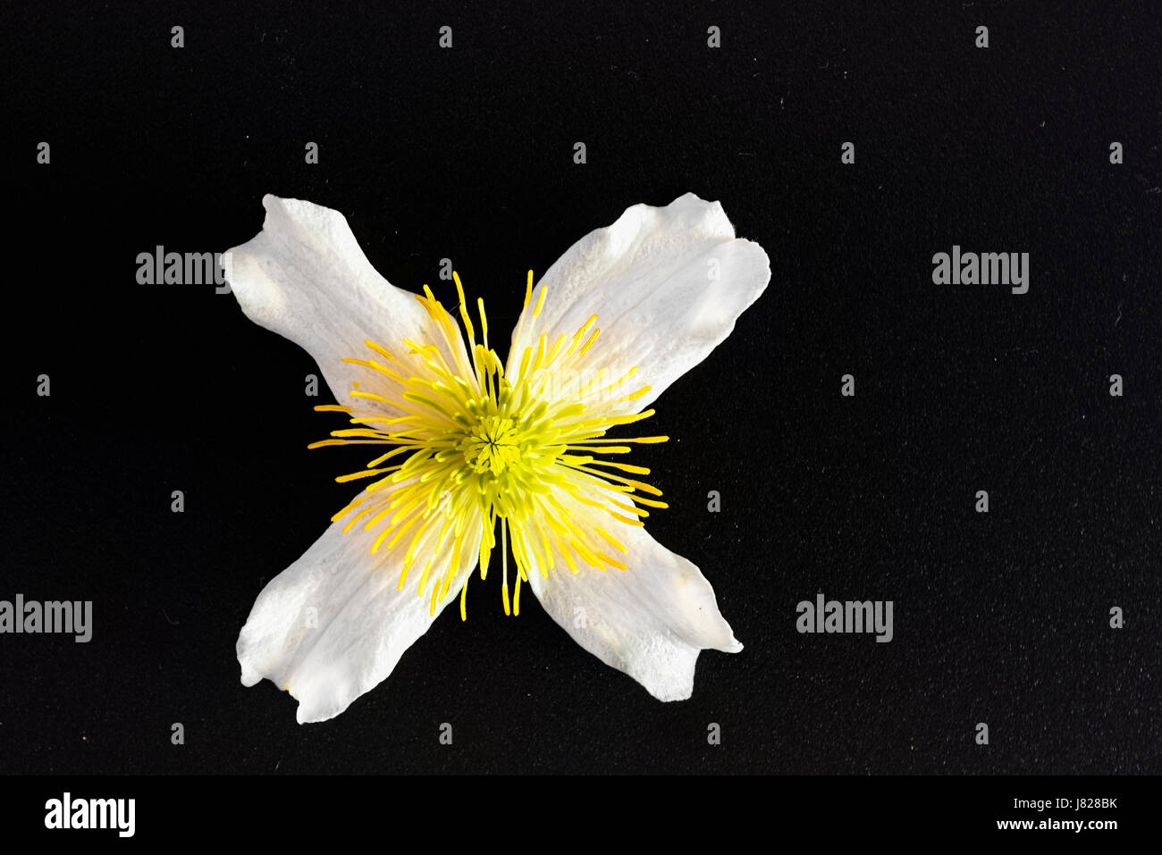 Cruciform pattern hi-res stock photography and images - Alamy